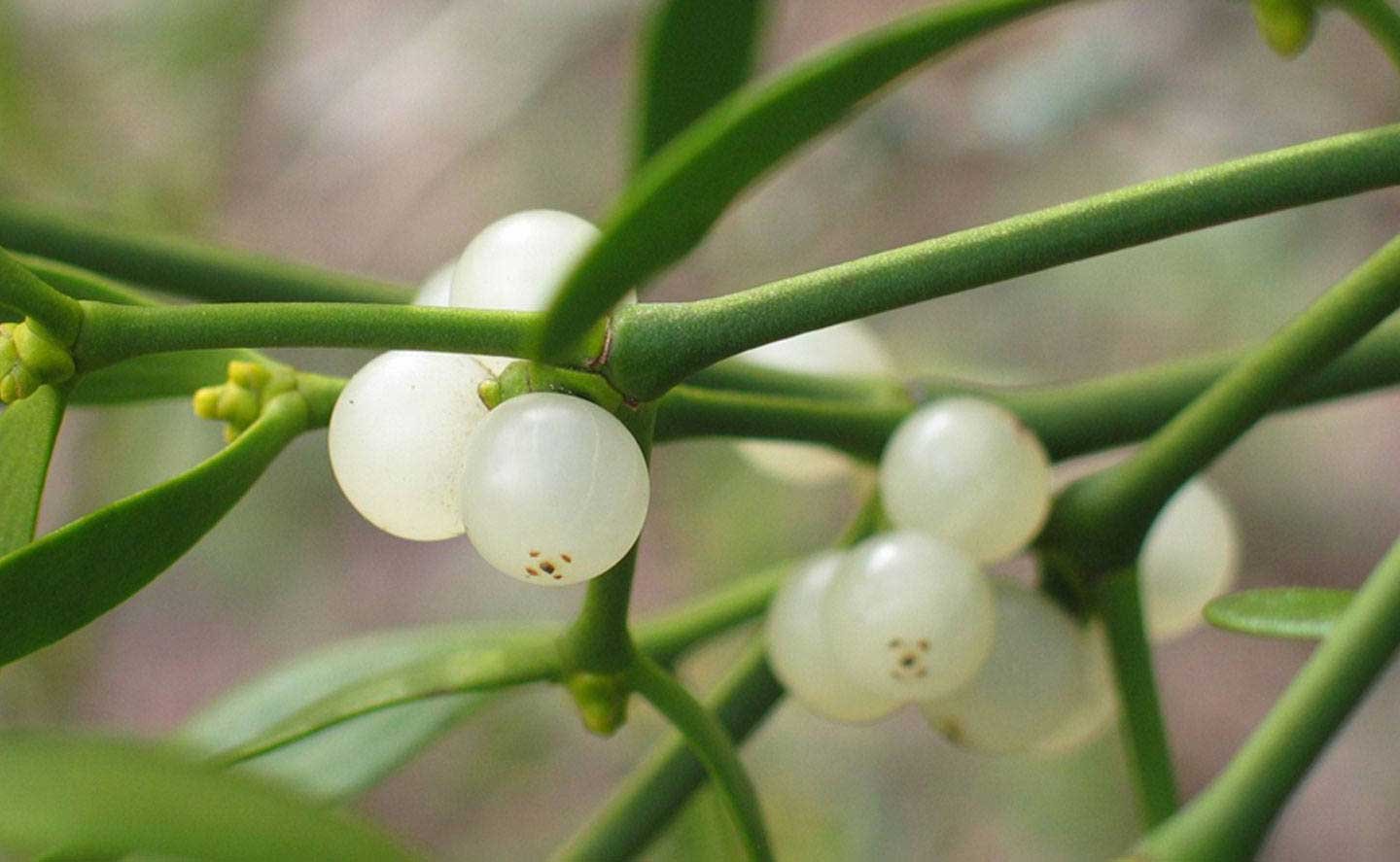 Injectcenter | Viscum Album Injetável - Injectcenter